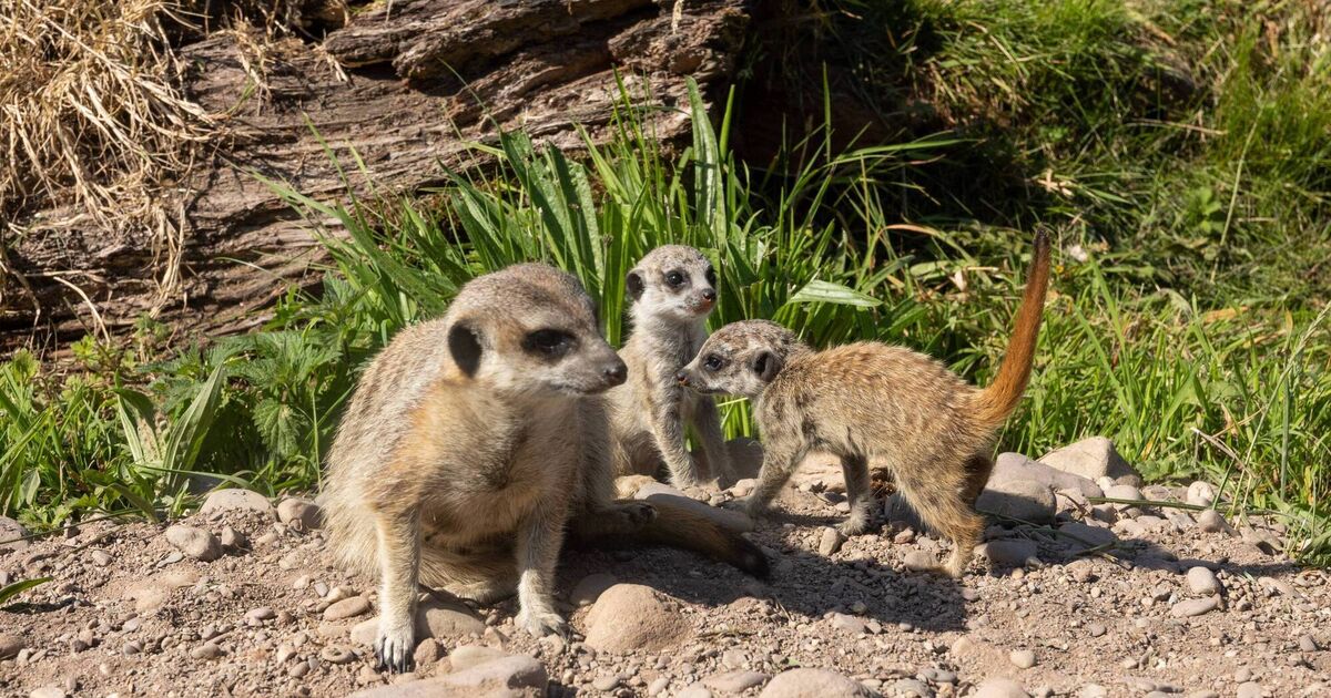 Two meercat pups have been born at Fota Wildlife Park — and they need names
