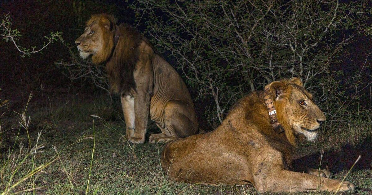 Richard Collins: Why did the three-legged lion swim more than a ...