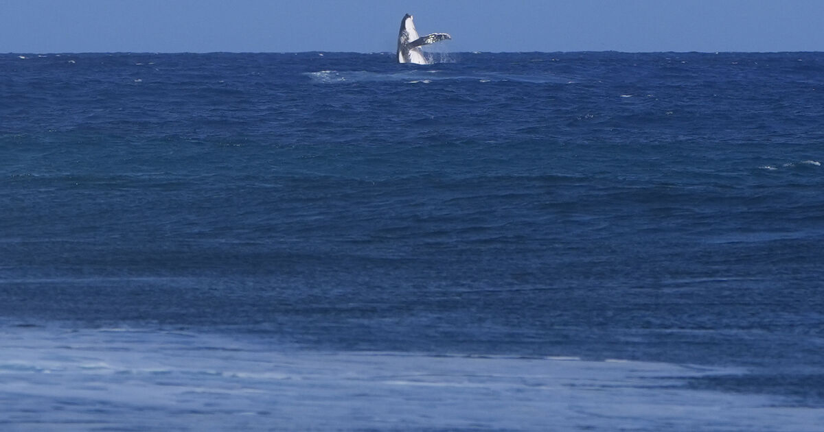 Whale breach seen during Paris Olympics surfing semi-final competition ...