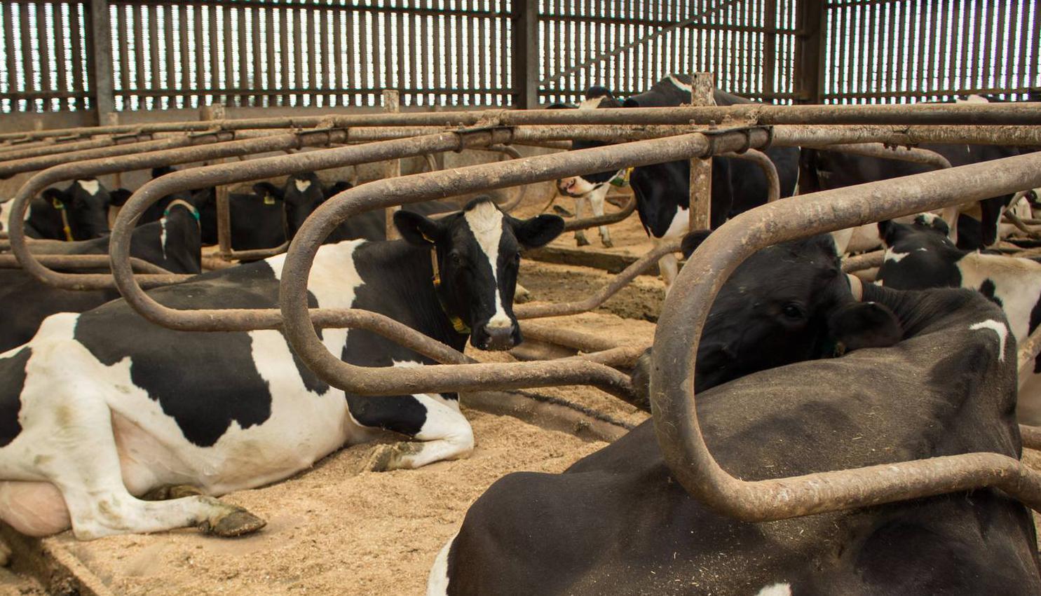 What dairy farmers need to know about cubicle housing detailed in new ...