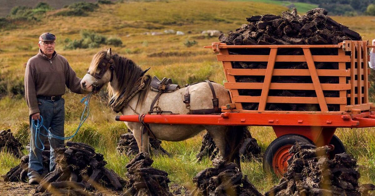 Rare Kerry bog pony to feature in Limerick rural show