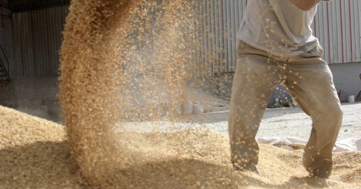 Stephen Cadogan: Cheap grain prices could backfire on Irish beef and ...