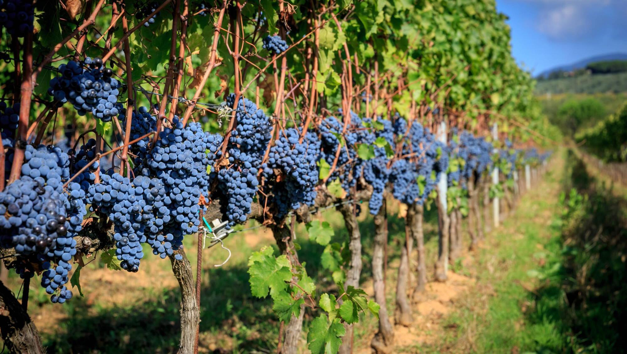 Wine with Leslie: How to get into Nebbiolo without breaking the bank