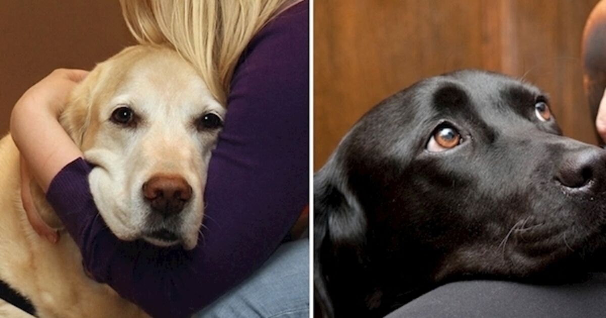 CARI dog to accompany children giving evidence