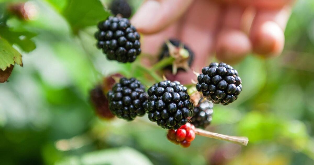 Moras: el superalimento que llega a tu tienda de zarzas más cercana ...