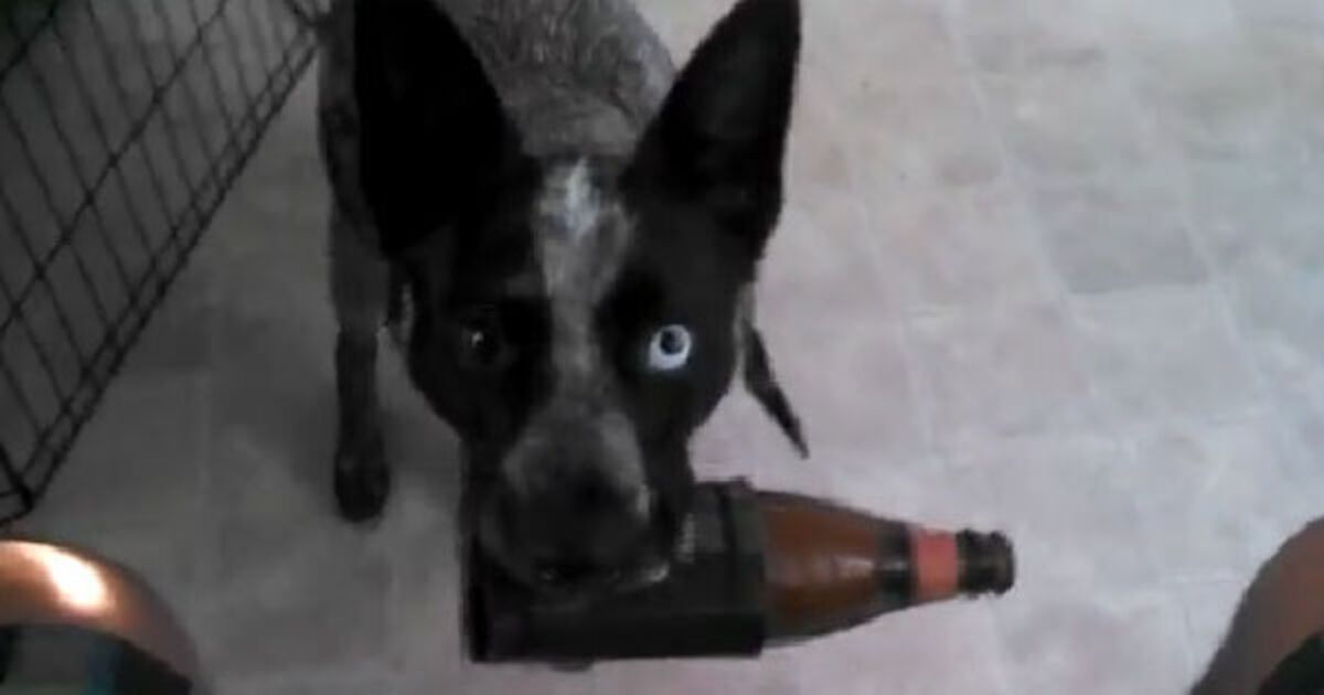 Amazing beer-fetching dog really is man’s best friend