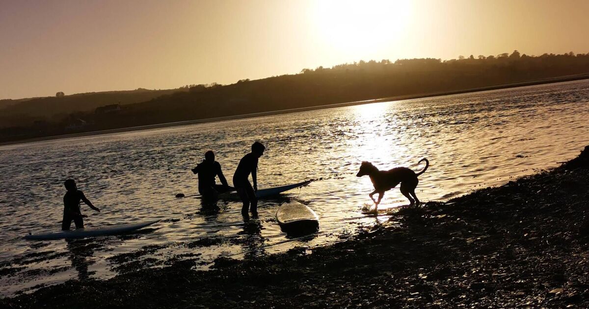 Esther McCarthy: The ways that dogs play pivotal roles in our lives