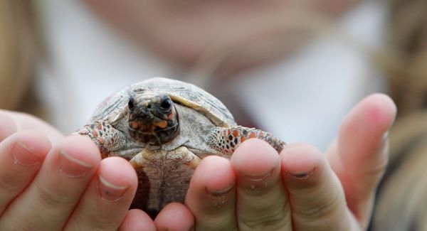 Adorable tortoise helps his buddy who's stuck on his back