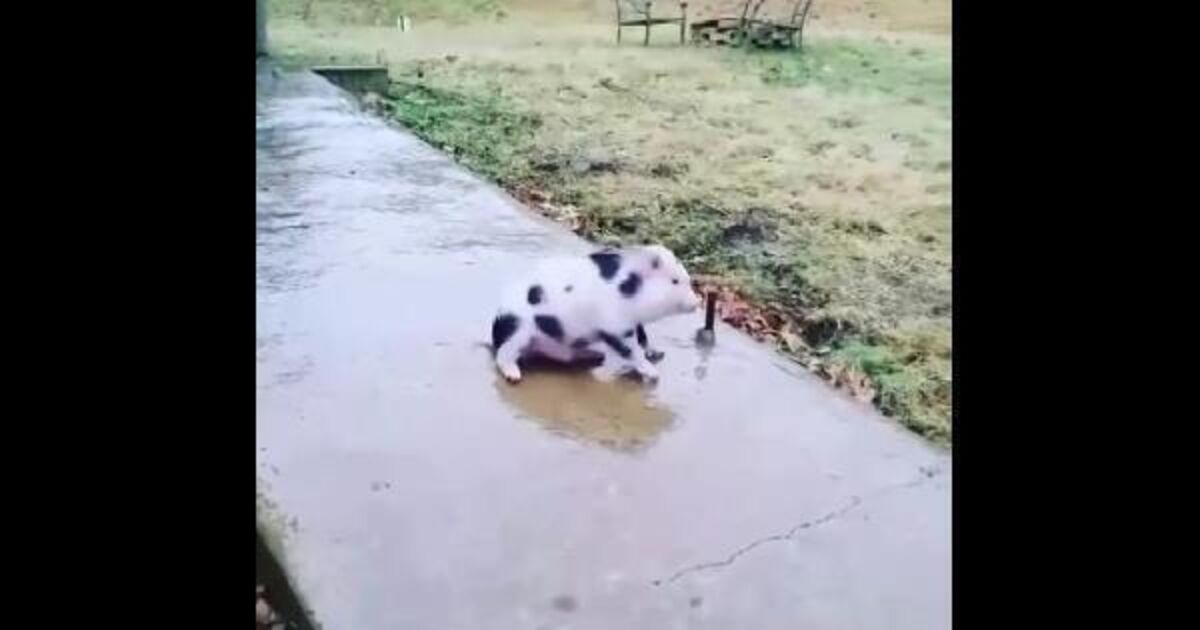 This piglet sliding on an icy footpath is almost too cute