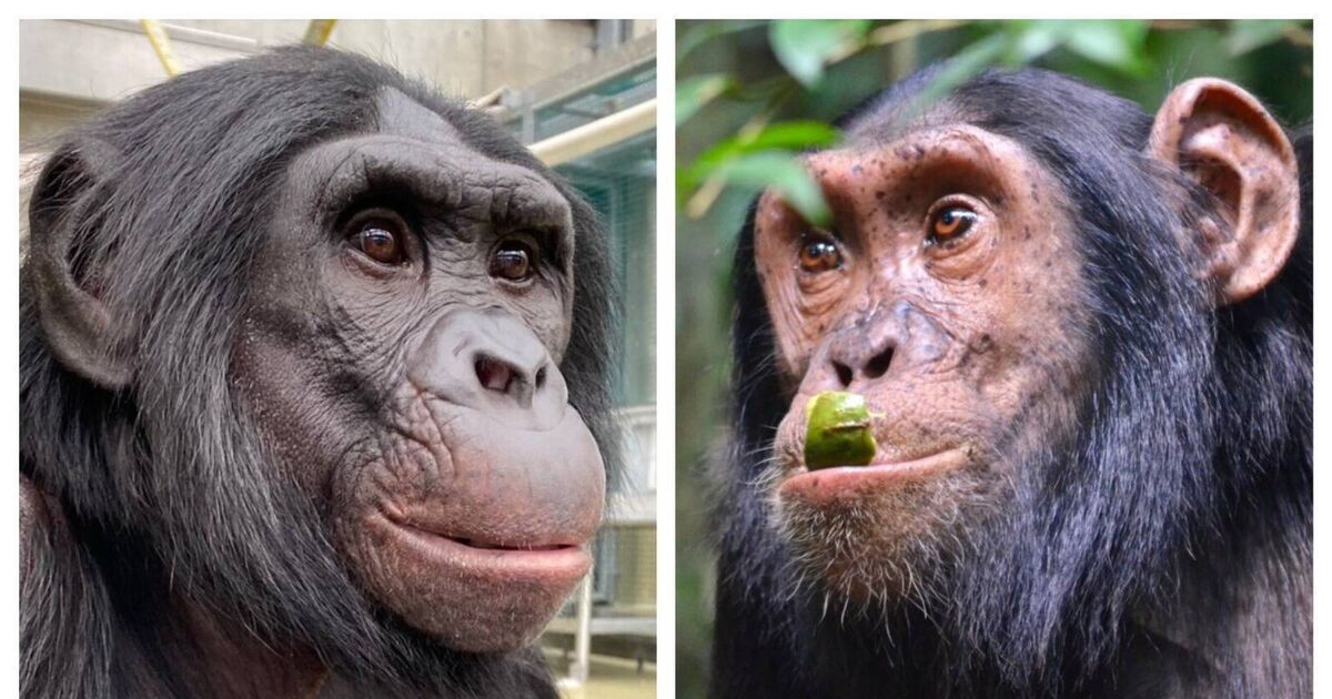 Richard Collins: Learn about the 'common enemy effect' from bonobos