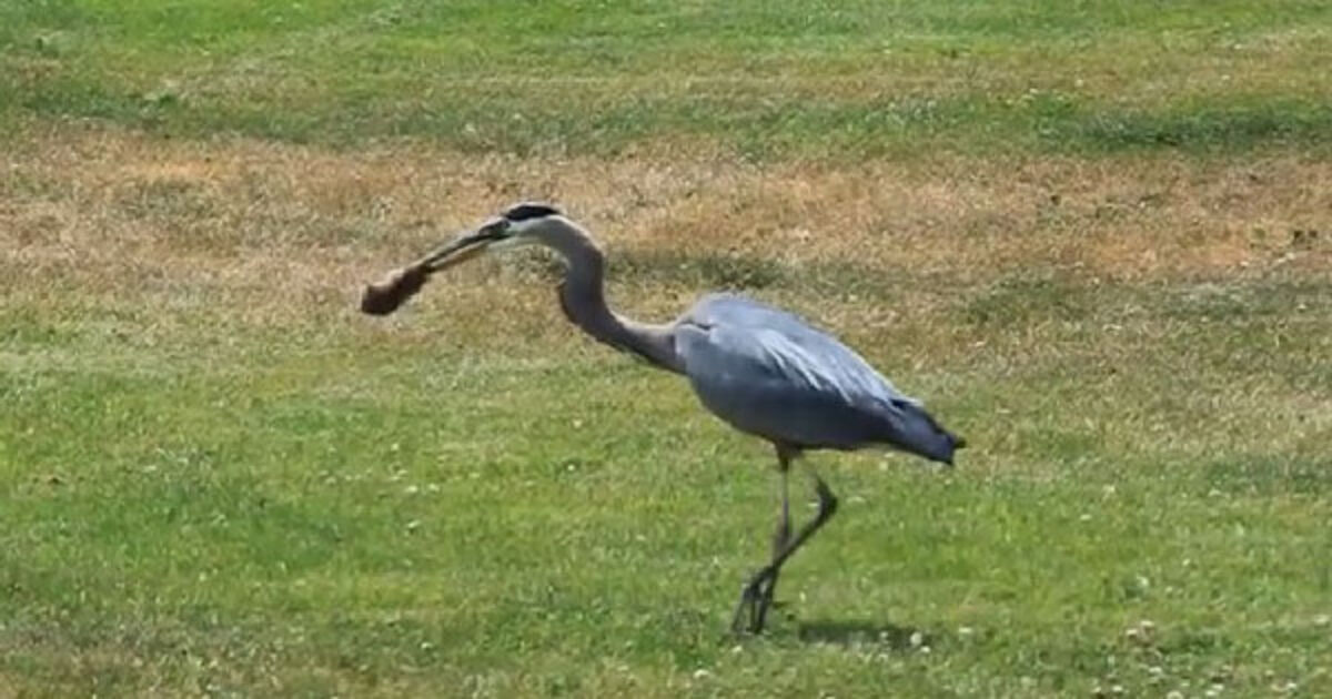 Watch this heron pluck a gopher from underground and devour it whole