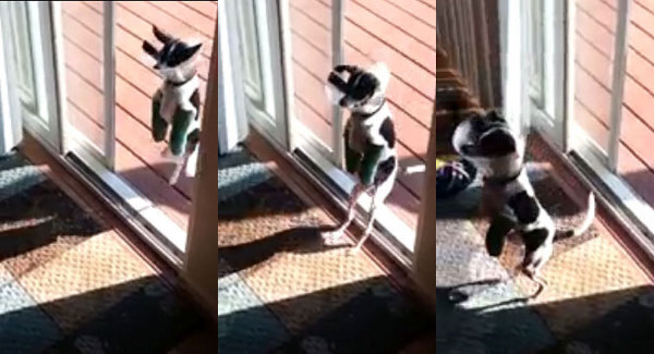 VIDEO: Dog learns to walk upright after breaking its front legs