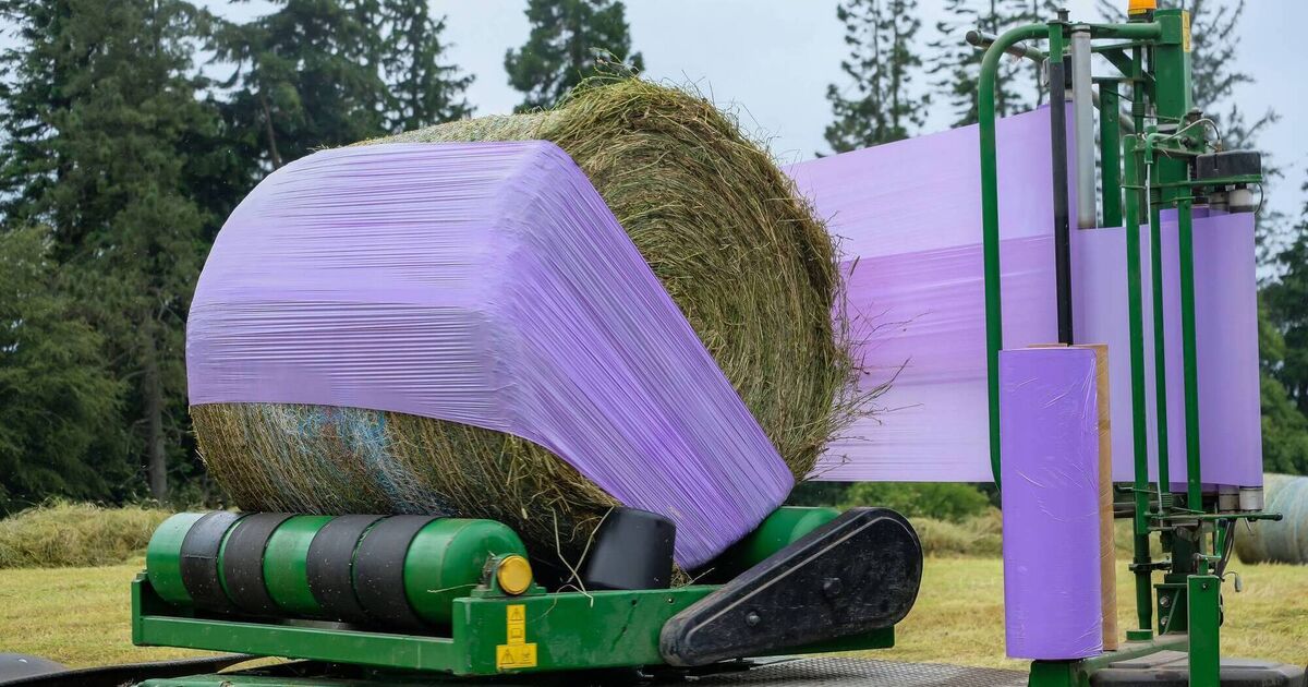 Brian Reidy: 2024 silage quality — poor feed value is all too common