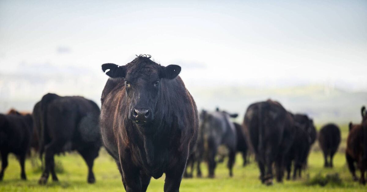 30c/kg off-season bonus for Certified Irish Angus