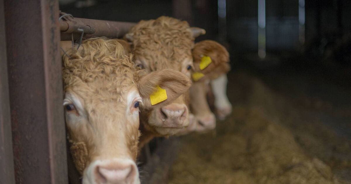 Setting up your indoor beef finishing plan