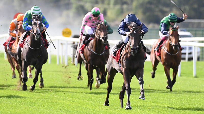 Comanche Brave shows star quality to land Cork spoils