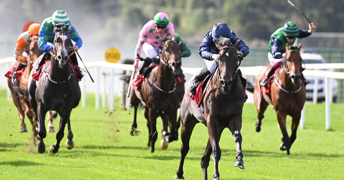 Comanche Brave shows star quality to land Cork spoils