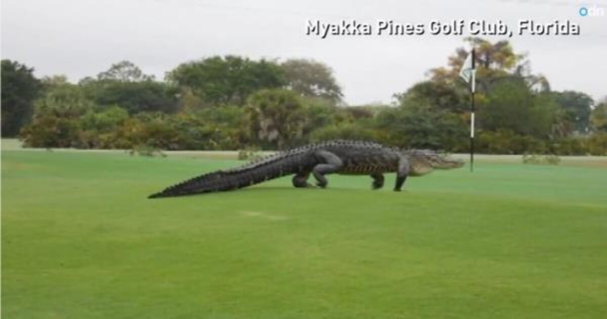 Gigantic alligator goes for a stroll on the fairway in Florida