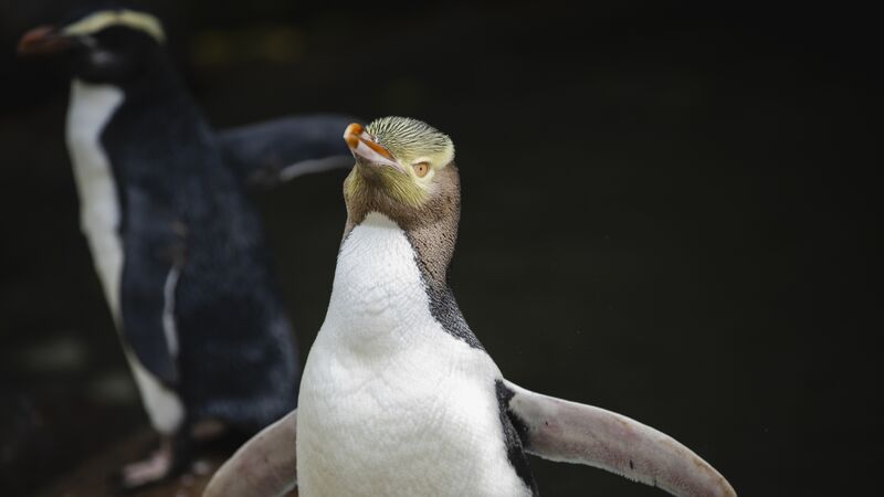 Shy penguin wins New Zealand’s bird election after campaign filled with ...