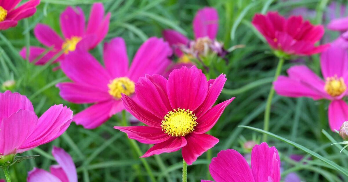 Peter Dowdall: Cosmos is in the pink for autumn