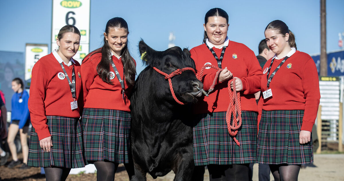 Five schools chosen to raise calves as Angus competition enters its ...