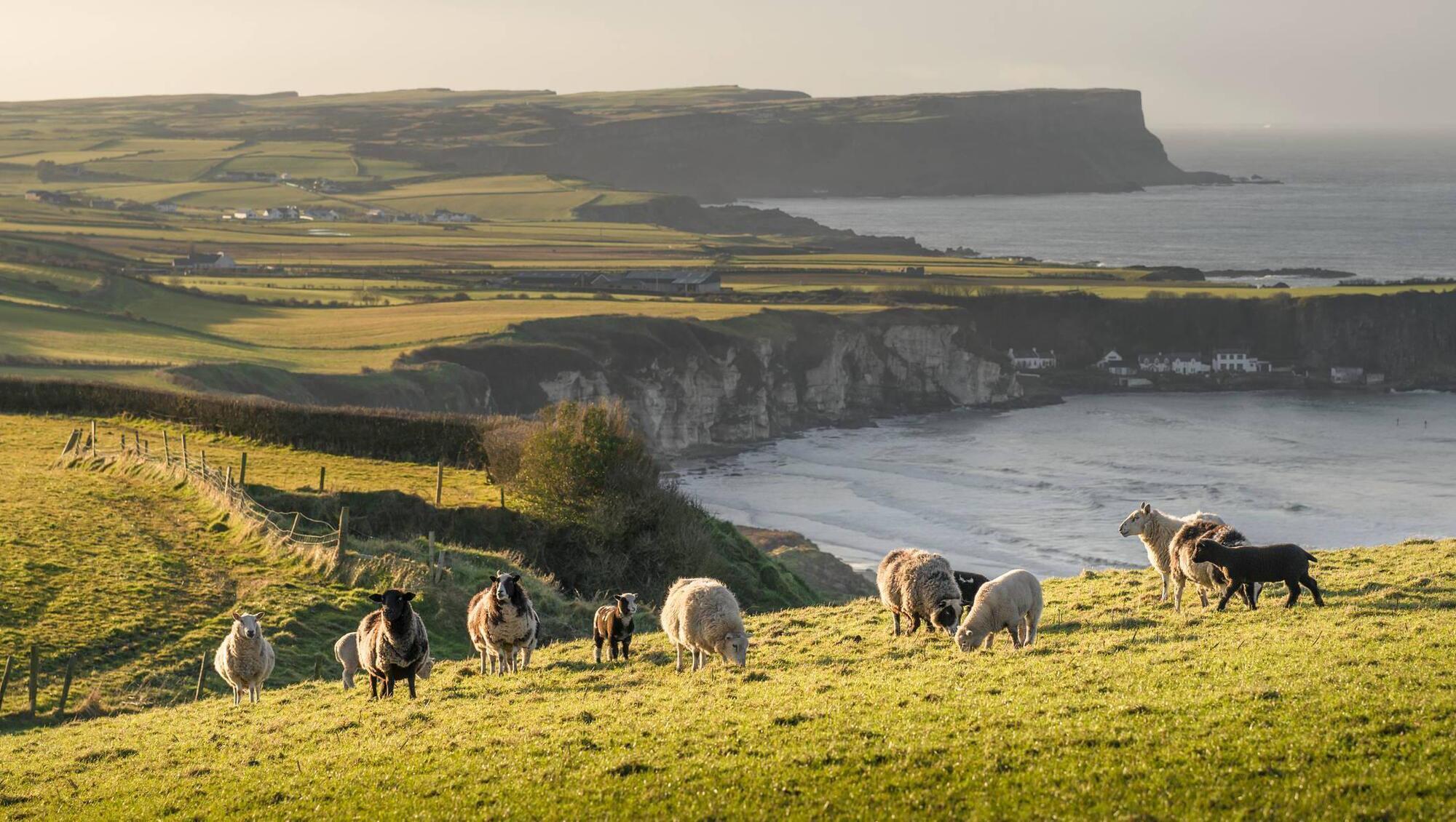 €184m in ANC payments for farmers