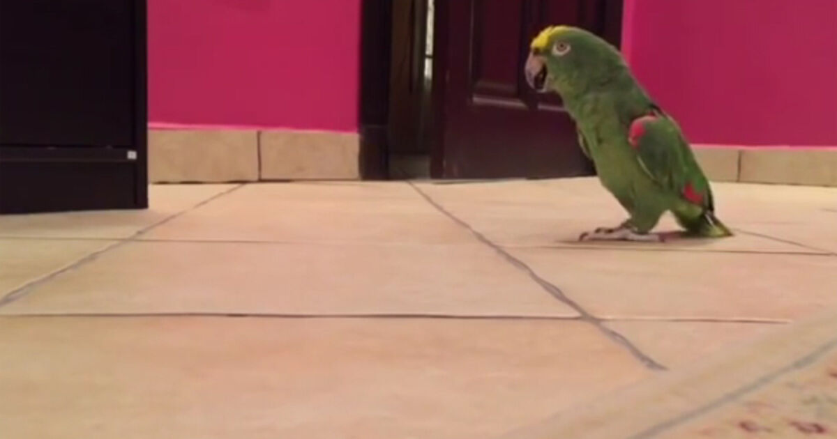 VIDEO: This parrot has the most evil laugh ever