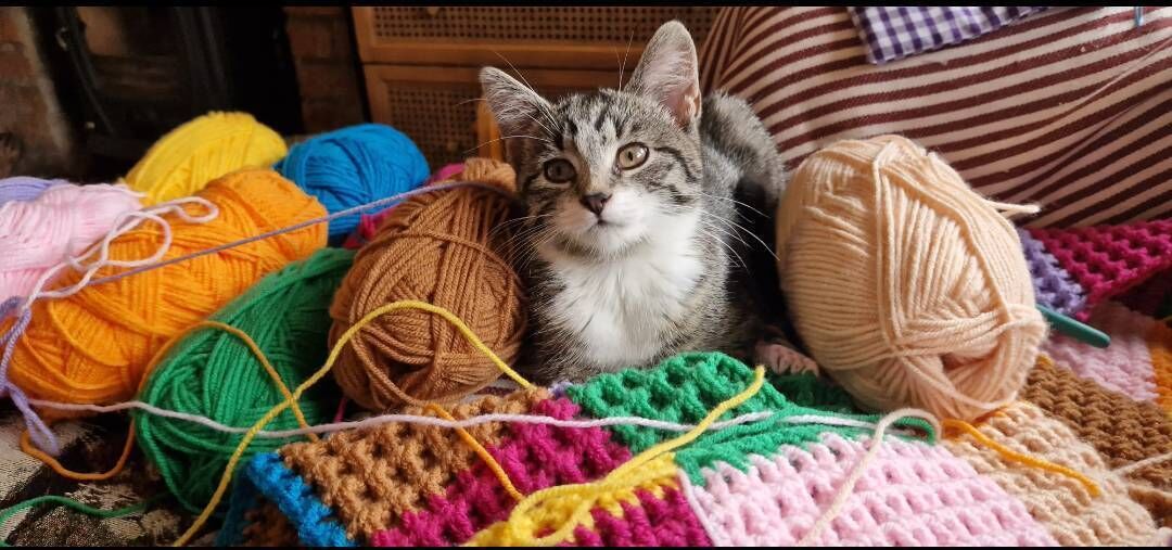 Ireland's 'childless cat ladies' on why they love their lives — and are ...