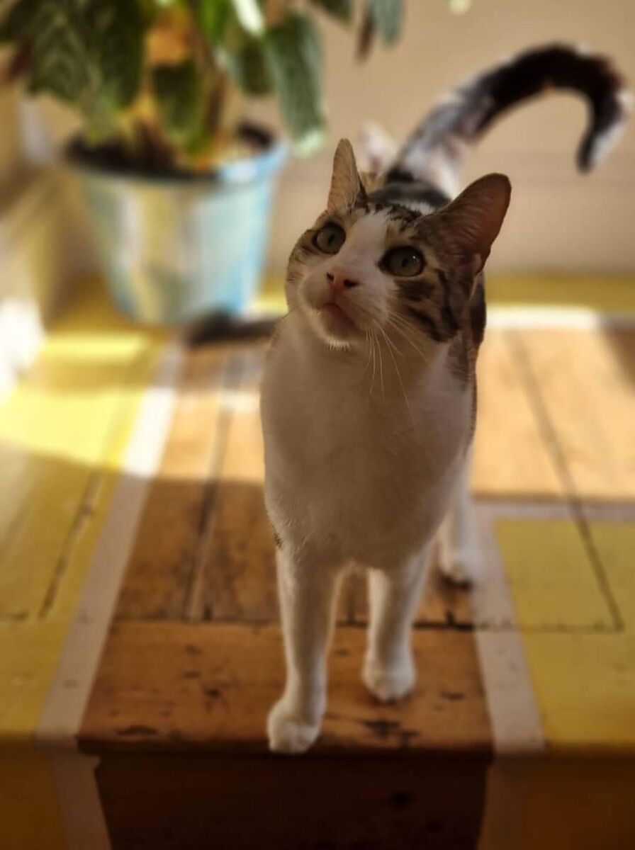 Ireland's 'childless cat ladies' on why they love their lives — and are ...