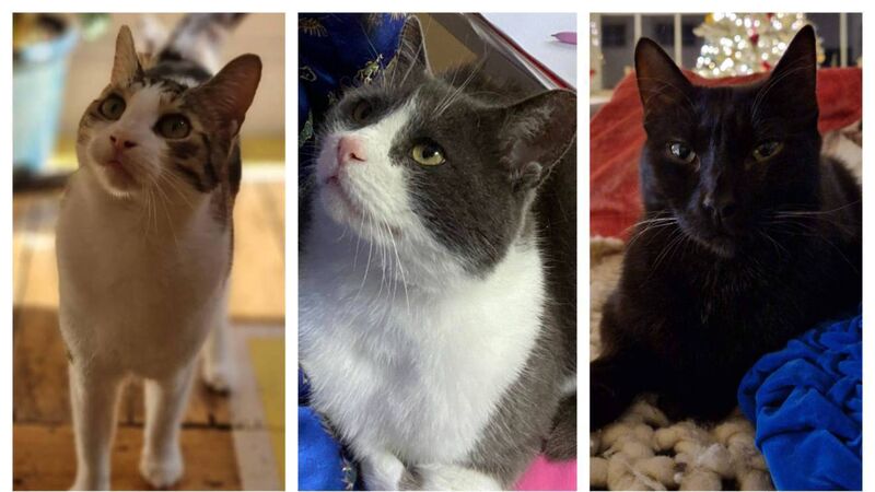 Ireland's 'childless cat ladies' on why they love their lives — and are ...