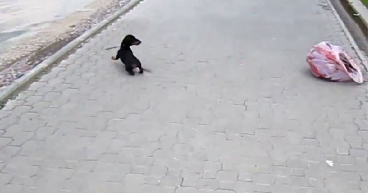 Evil plastic bag chases terrified Wiener into a lake