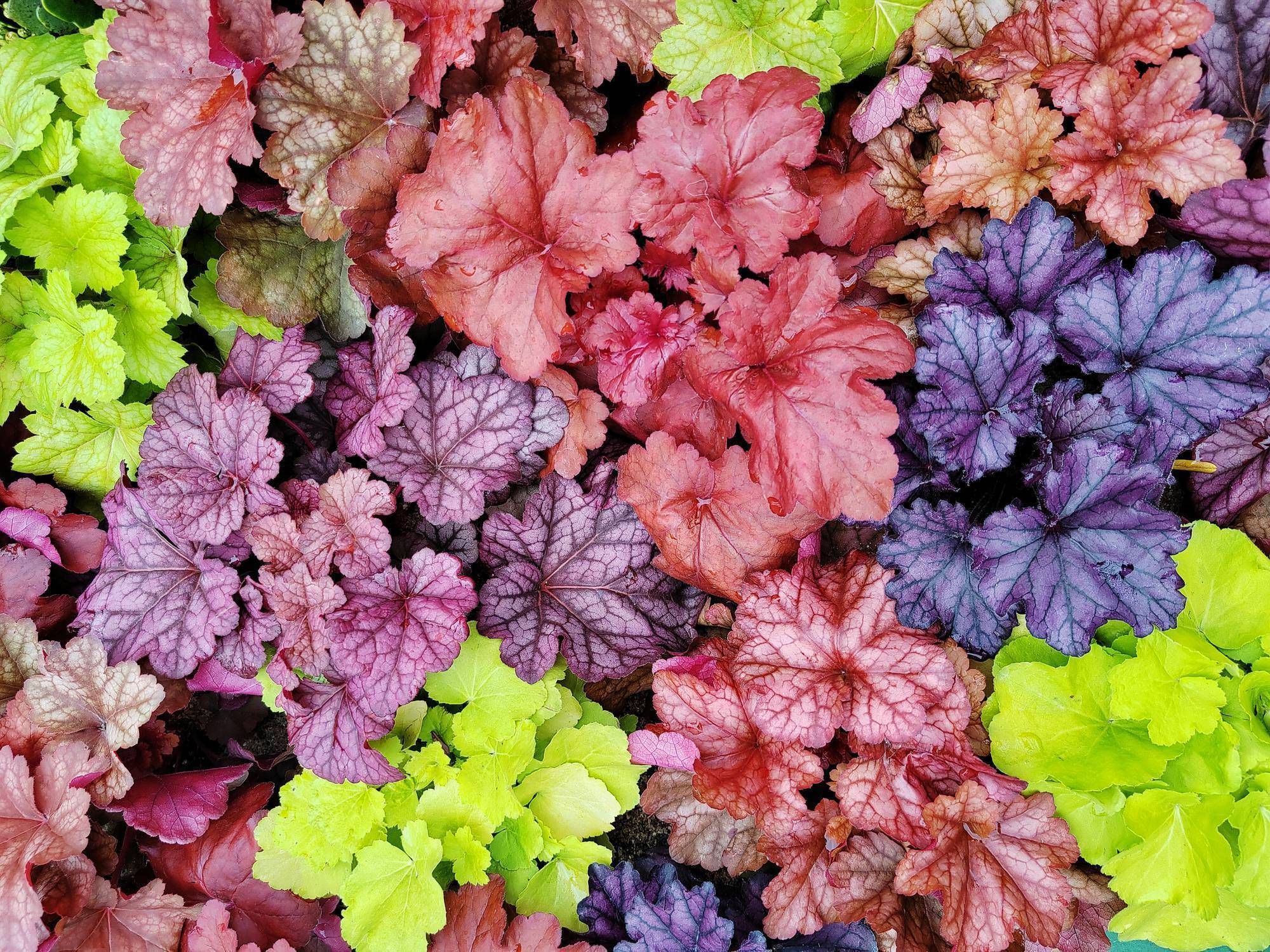 Peter Dowdall: Let's turn over a new leaf for winter