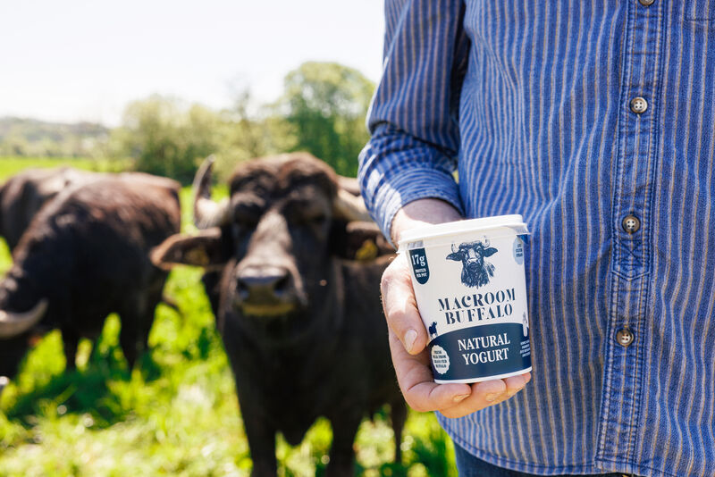 Where the buffalo roam — in Macroom