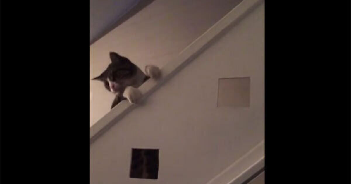 For your consideration… a cat sliding down a banister