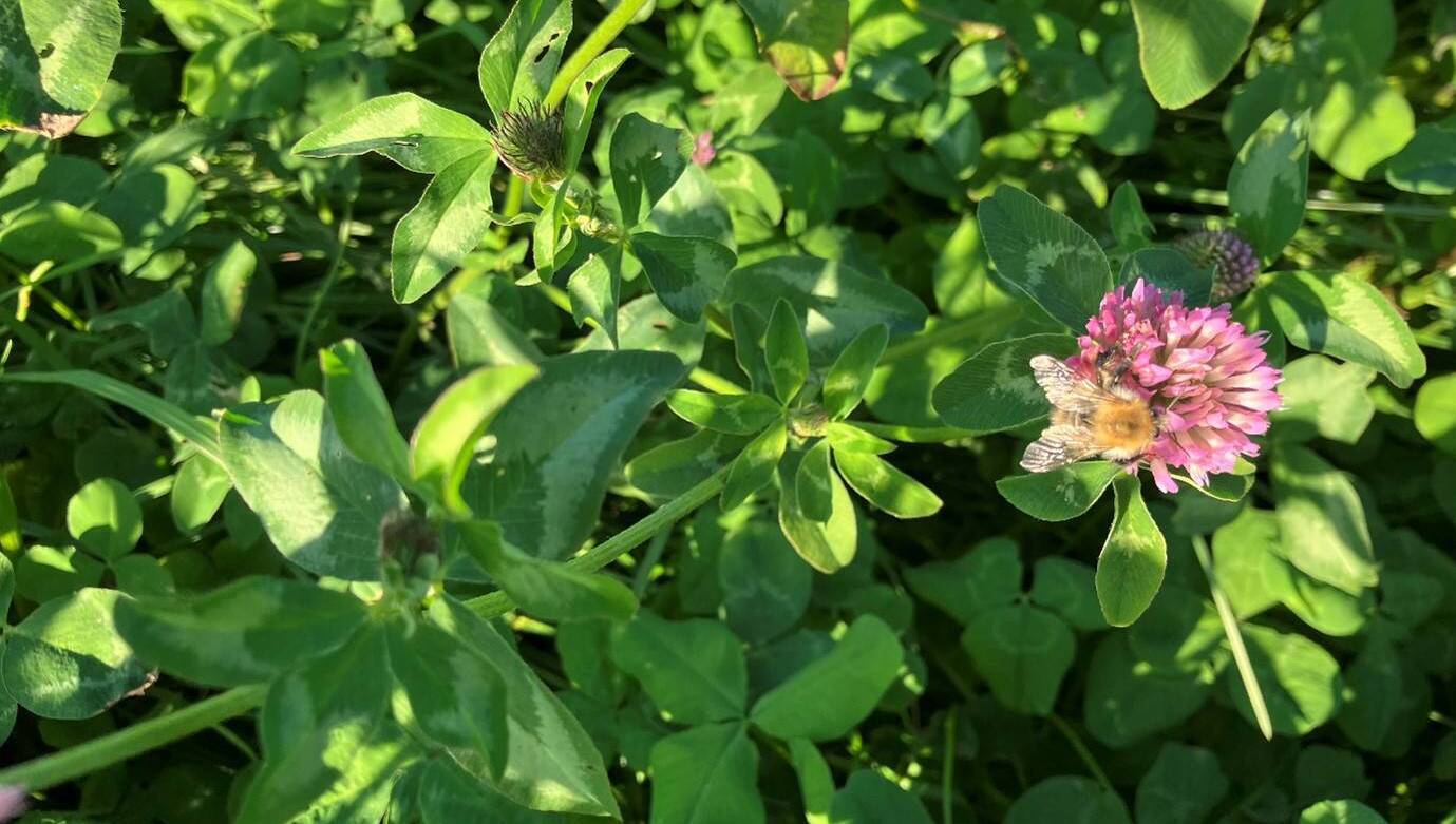 Sean Moher: Fine-tuning a red clover system
