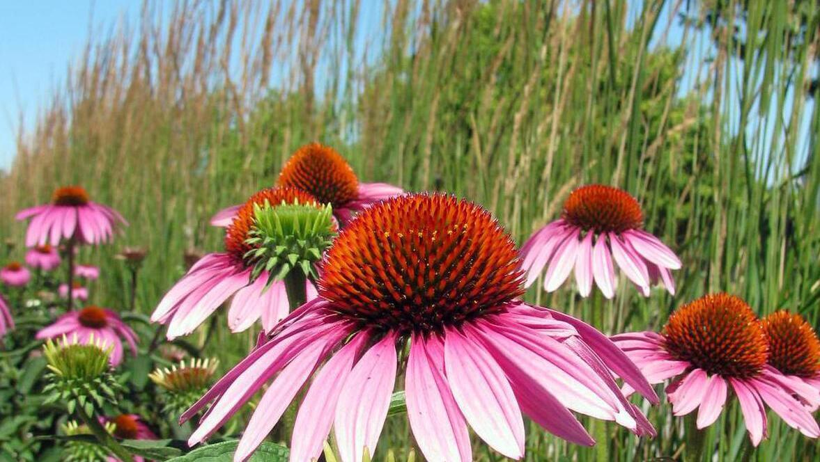 Peter Dowdall: Ornamental grass adds style to our gardens