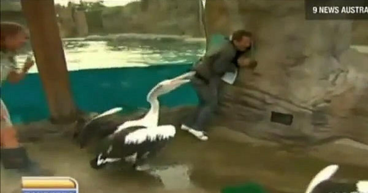 WATCH: Pelican attacks reporter live on TV