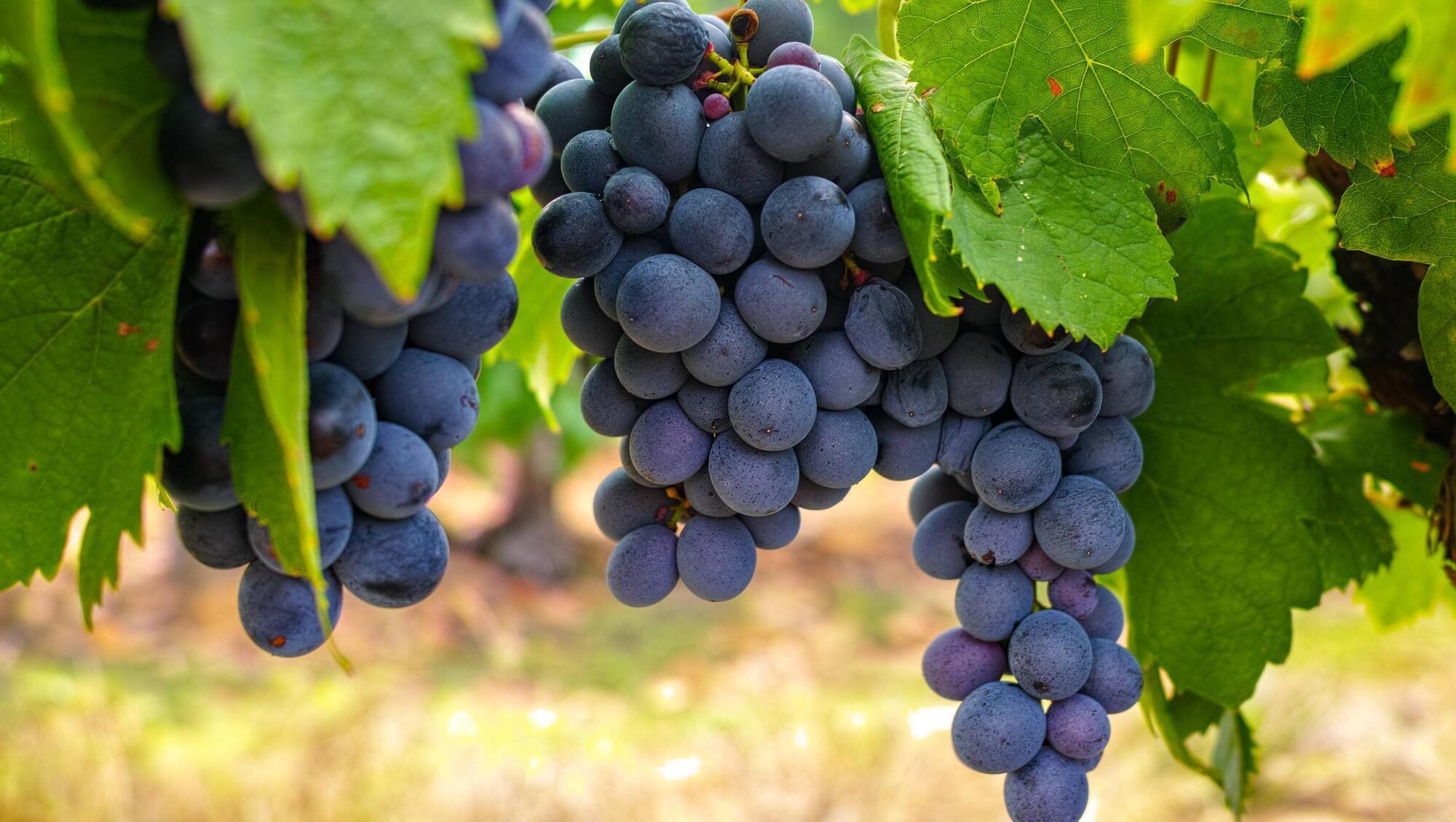 Wine with Leslie: Shining a spotlight on monastrell, Spain's dark ...