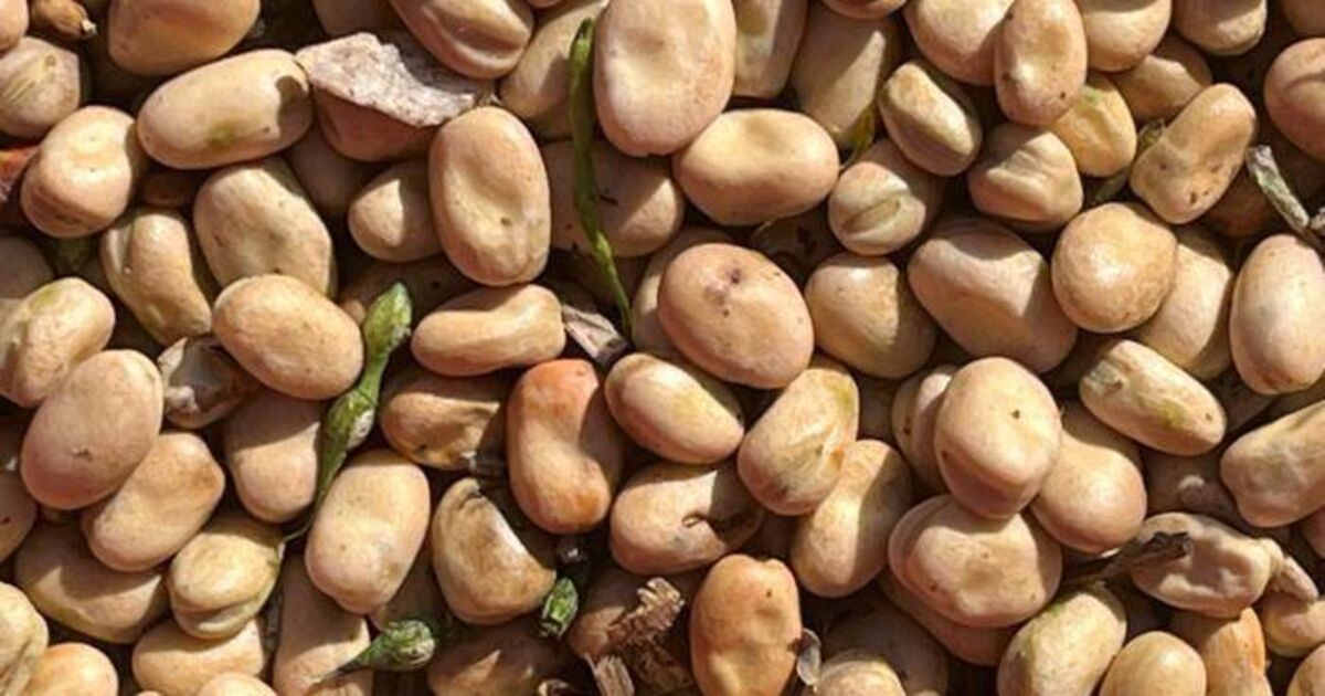 A challenging year for protein crops