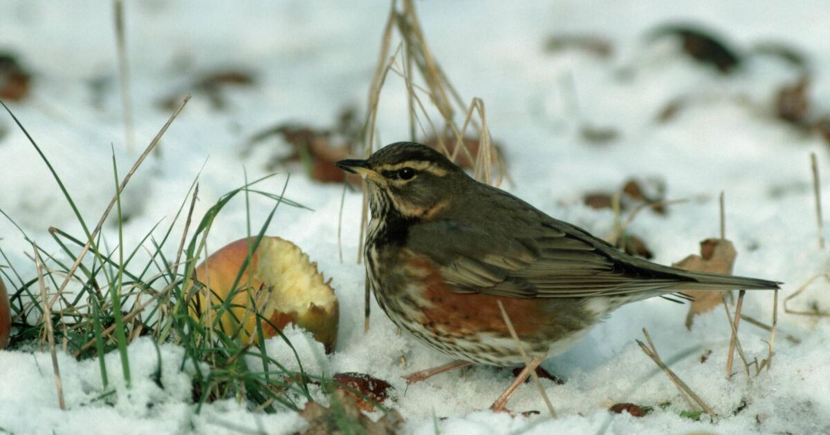 Seán Ronayne: Don't let birds battle their way here to find an empty larder