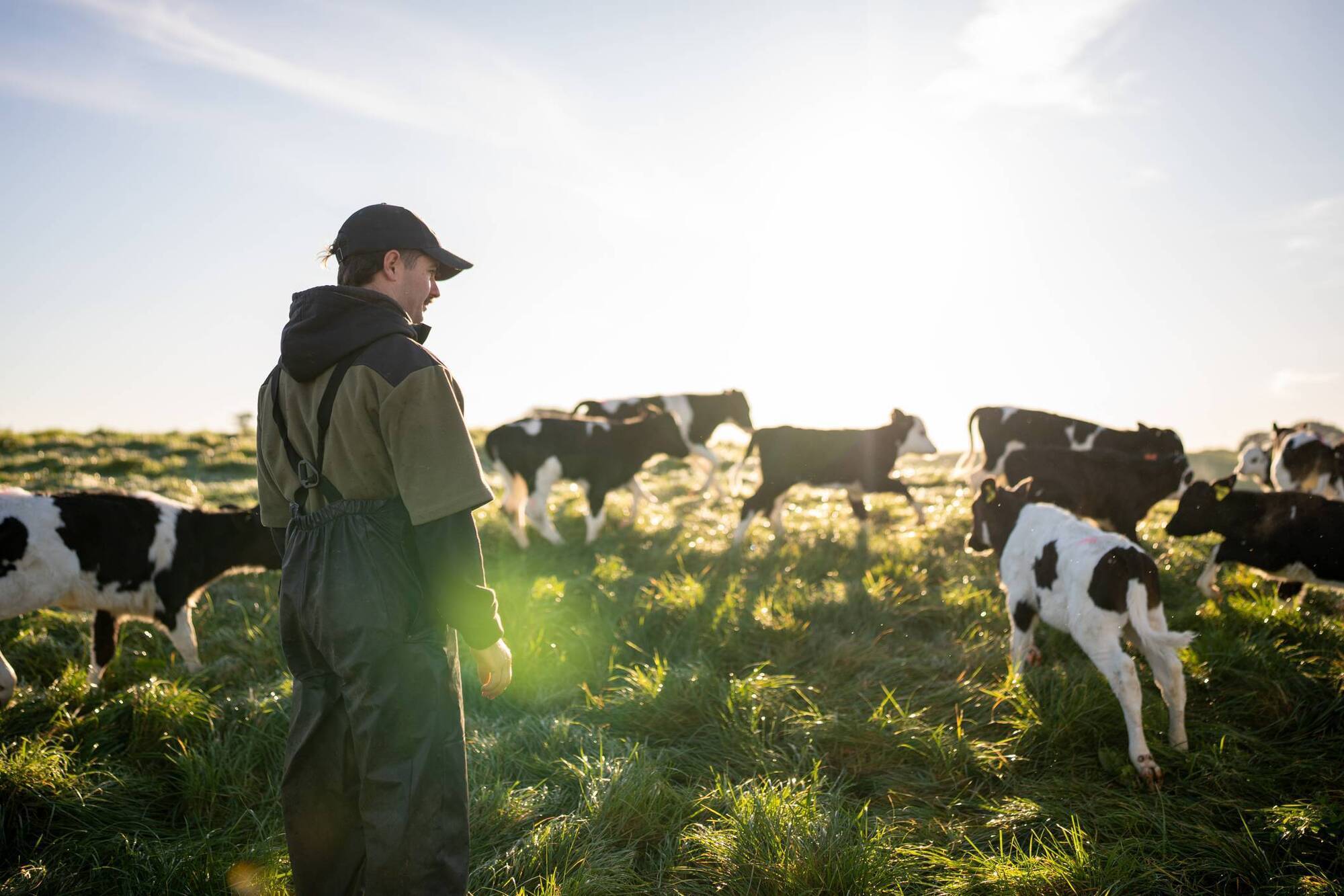 Average Irish dairy farm requires part-time help - but skilled workers ...