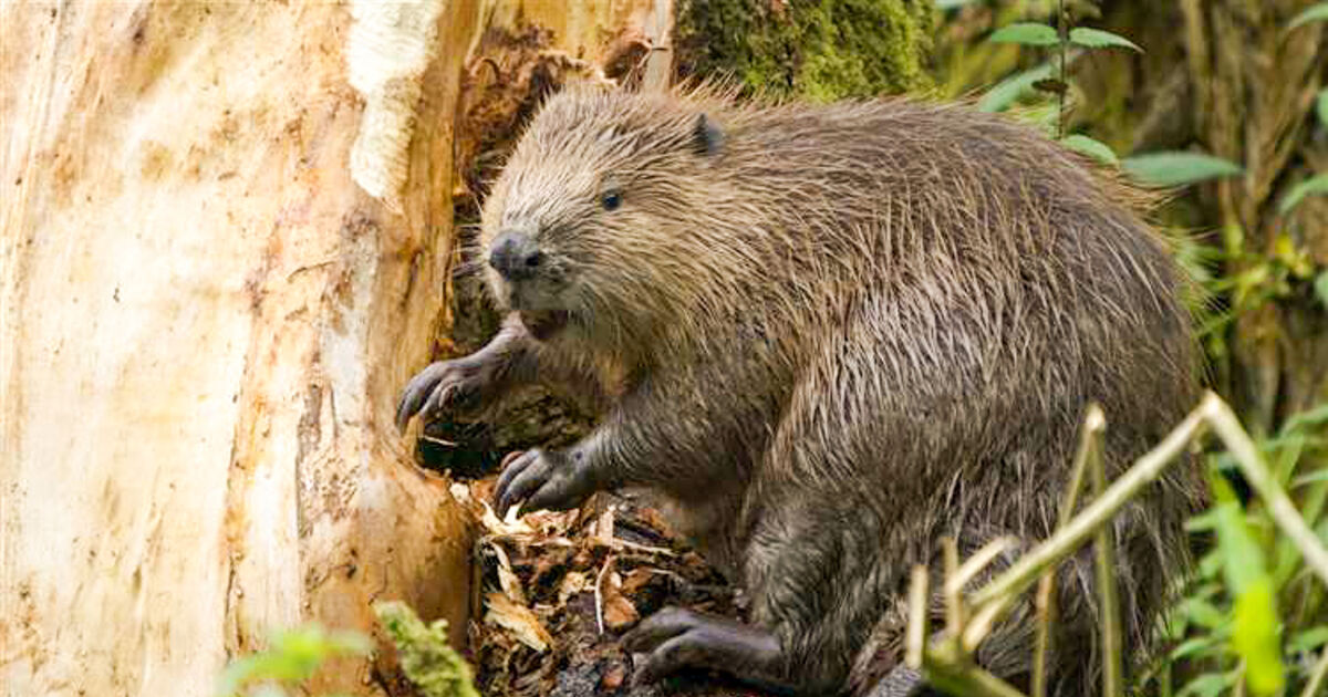 How Jamie Oliver's neighbours are using beavers to tackle flooding