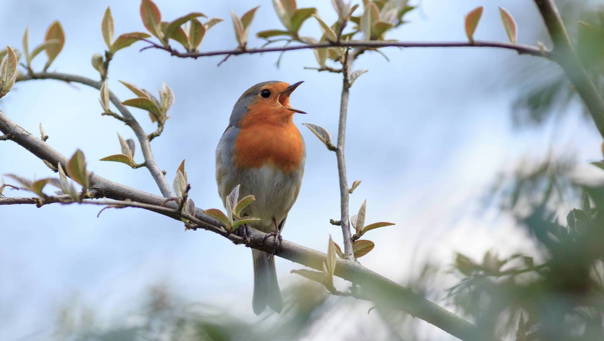 Birdwatchers in a flap as robin from France found in West Cork