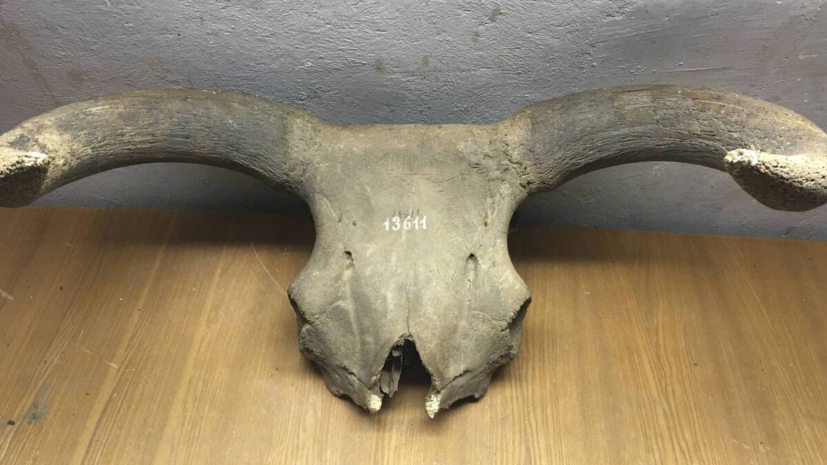 Ancient DNA brings to life history of iconic aurochs, which were seen ...