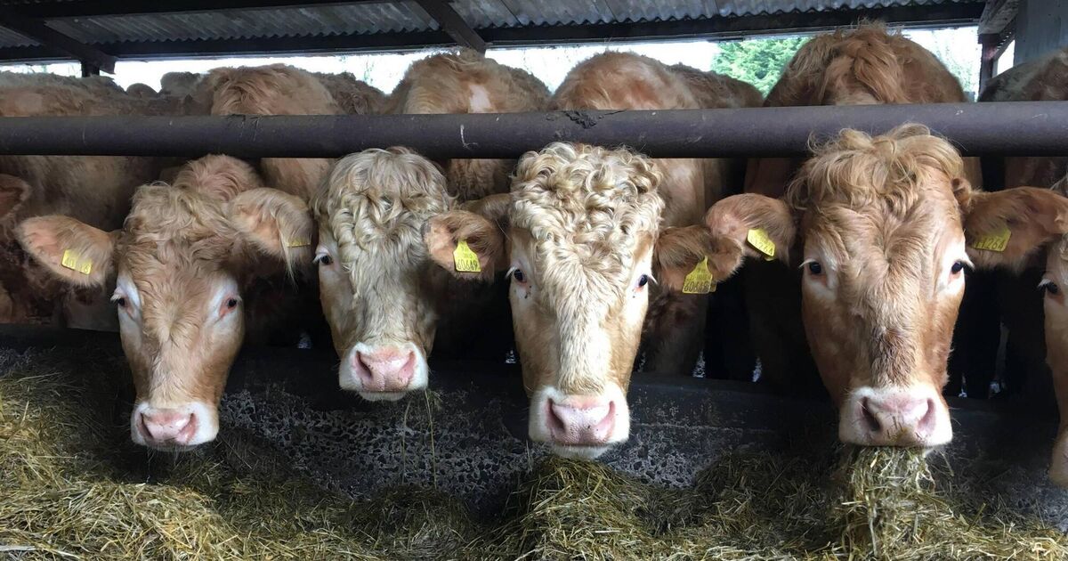 Brian Reidy: Grazing late in the year? Time to consider next year