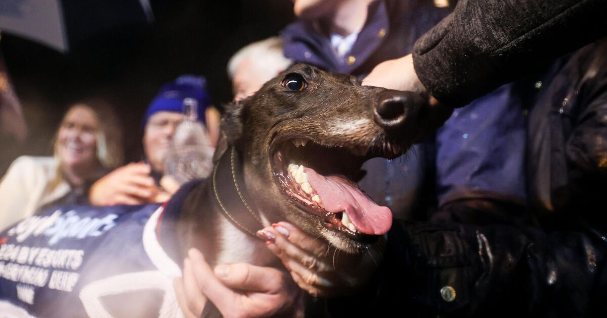 Bockos Diamond justifies red hot favourite tag to claim Irish Greyhound ...
