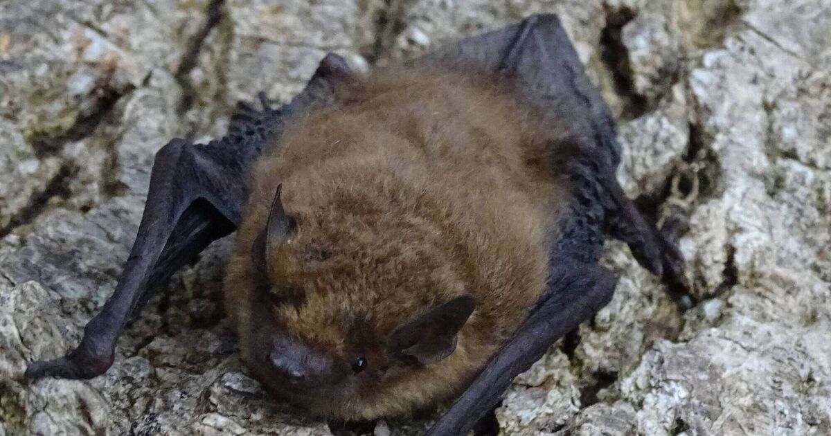 Richard Collins: Sounding out what it's like to be a bat