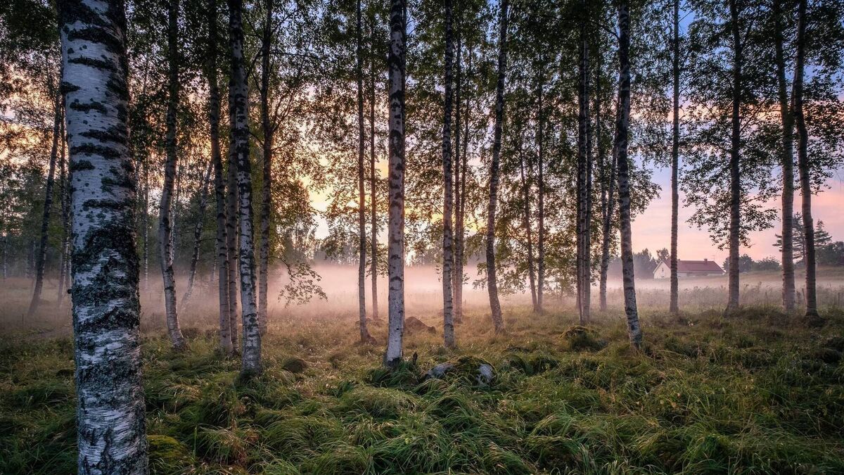 Peter Dowdall: Why birch trees signify new beginnings