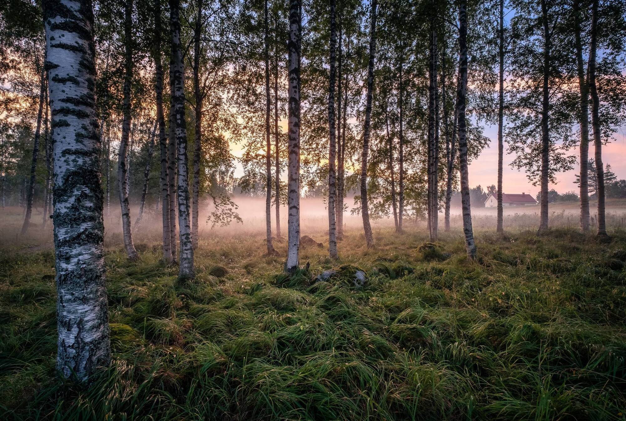 Peter Dowdall: Why birch trees signify new beginnings