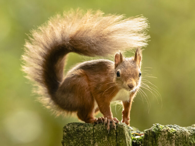 Native allies: Pine martens helping Ireland’s red squirrels fight back